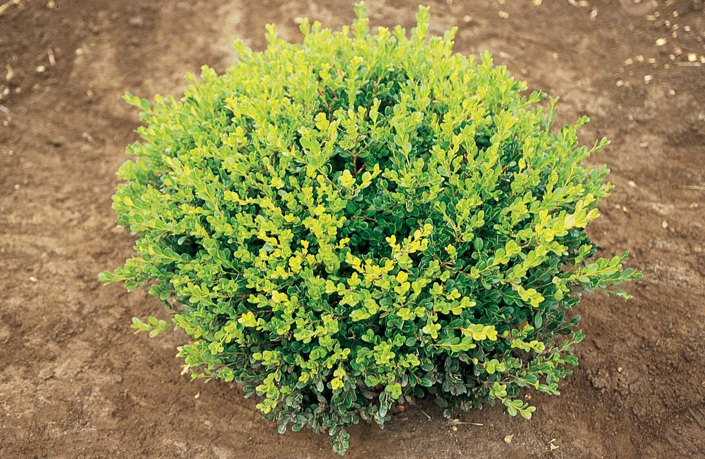 Buxus Microphylla ‘Winter Gem | Briggs Nursery