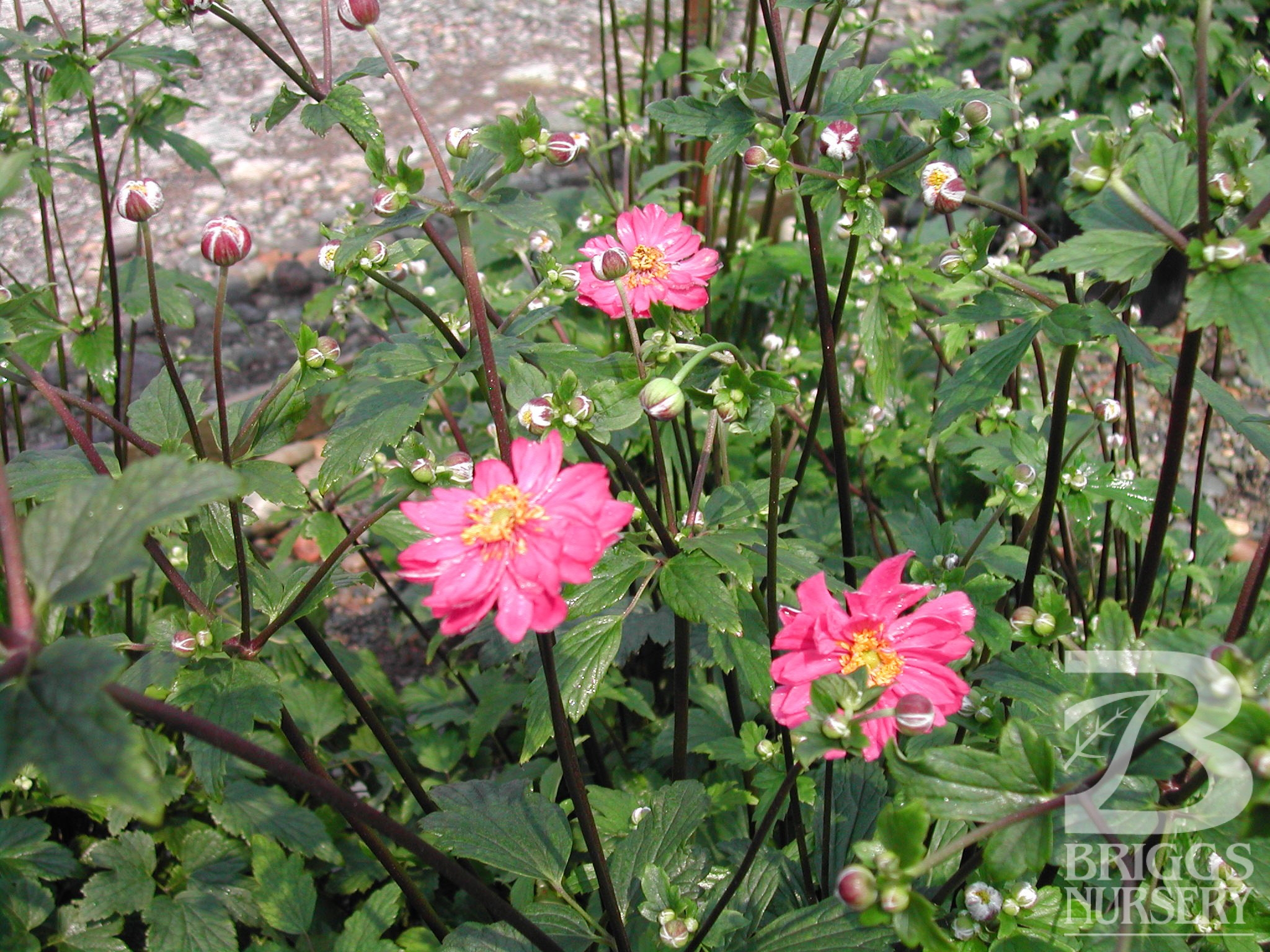 Anemone hupehensis var. japonica ‘Pamina’ | Briggs Nursery