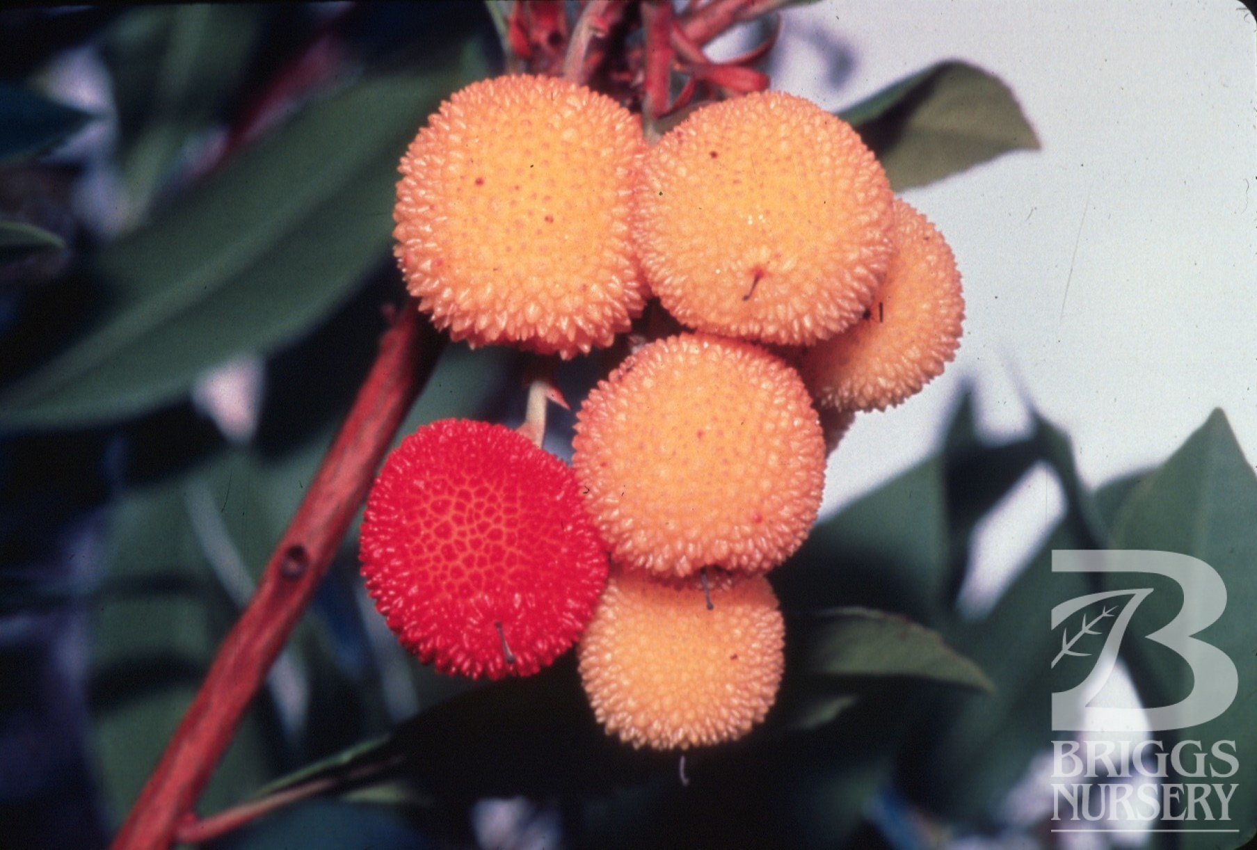 Arbutus unedo ‘Compacta’ | Briggs Nursery
