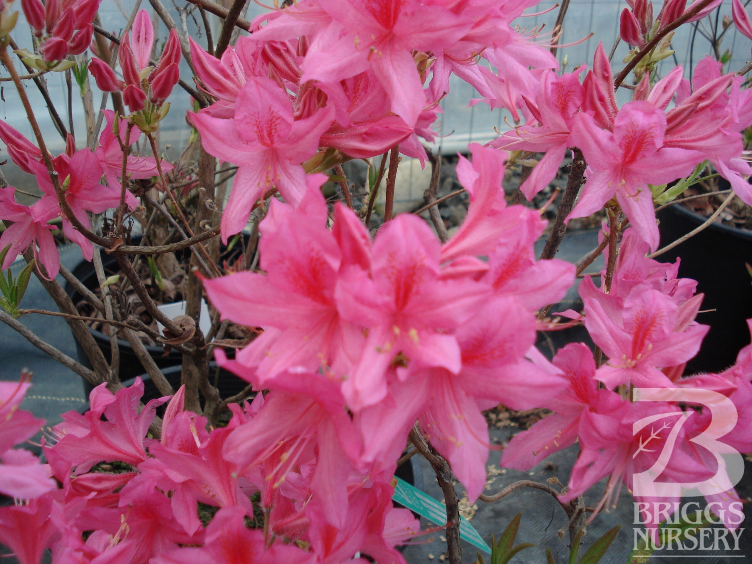 Azalea ‘Rosy Lights’ | Briggs Nursery