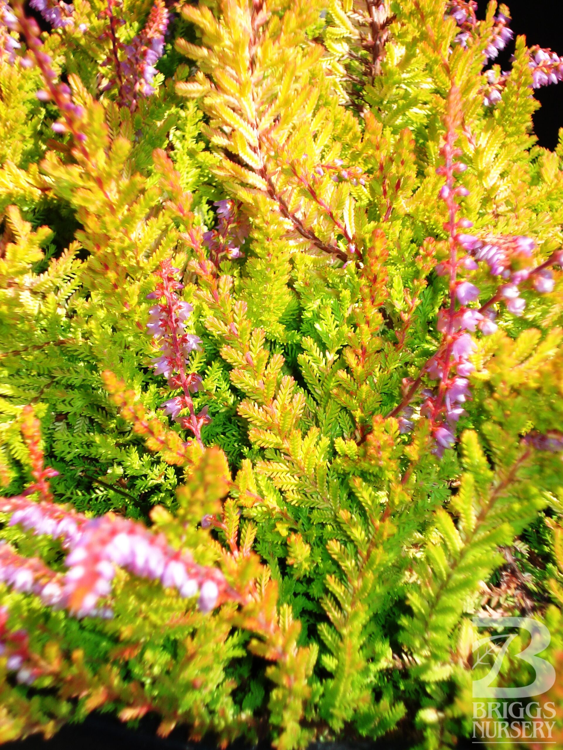Calluna vulgaris ‘Multicolor’ | Briggs Nursery
