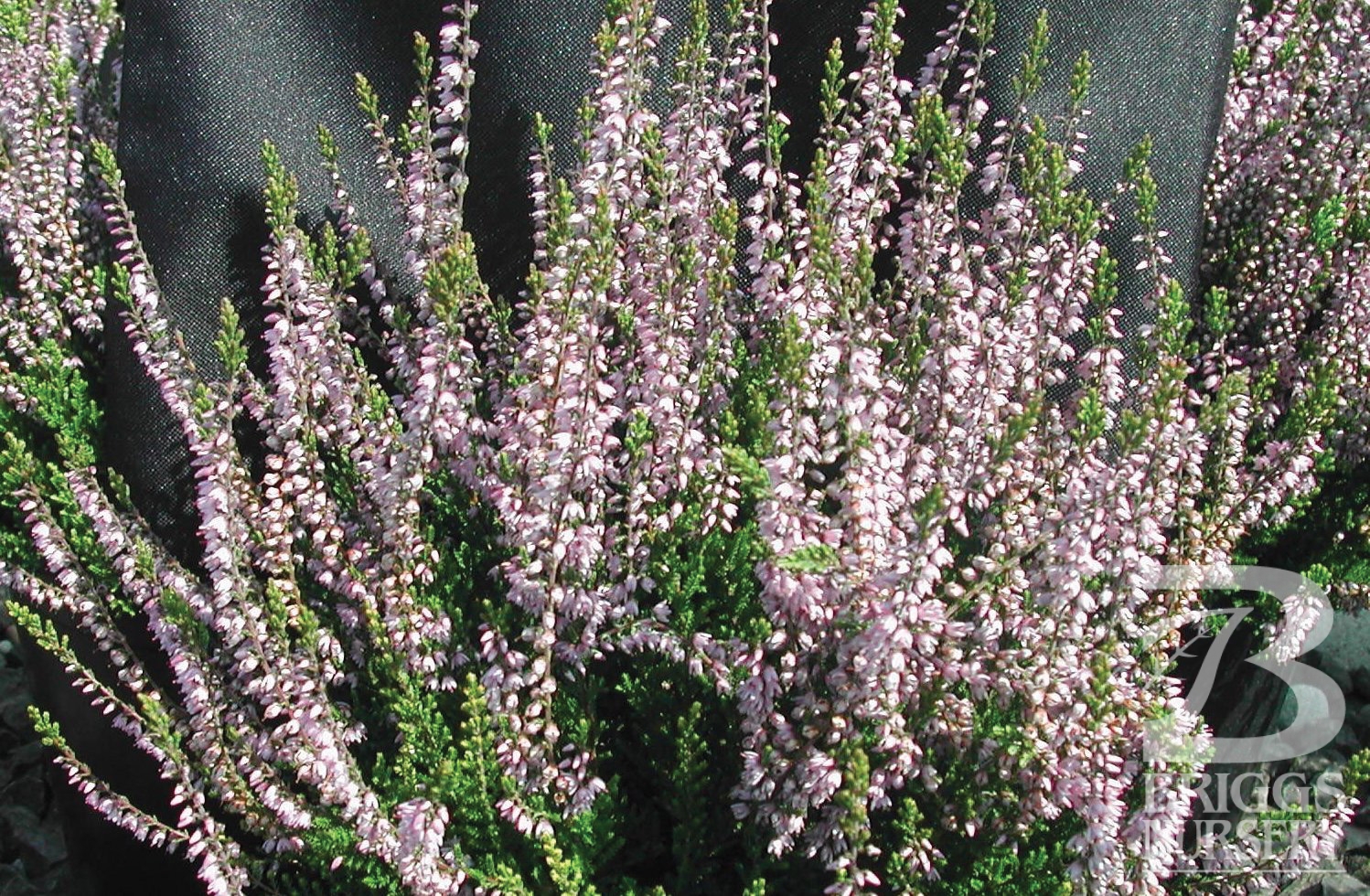 Calluna vulgaris ‘Spring Torch’ | Briggs Nursery