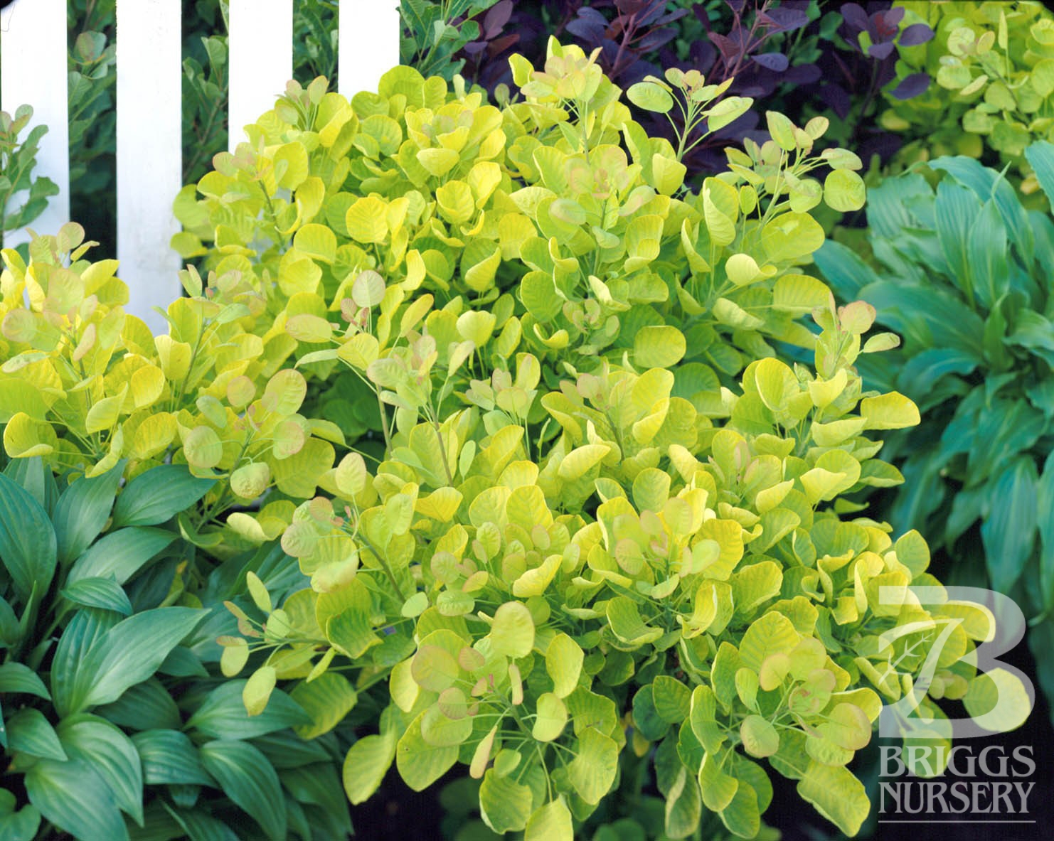 Cotinus coggygria ‘Ancot’ | Briggs Nursery