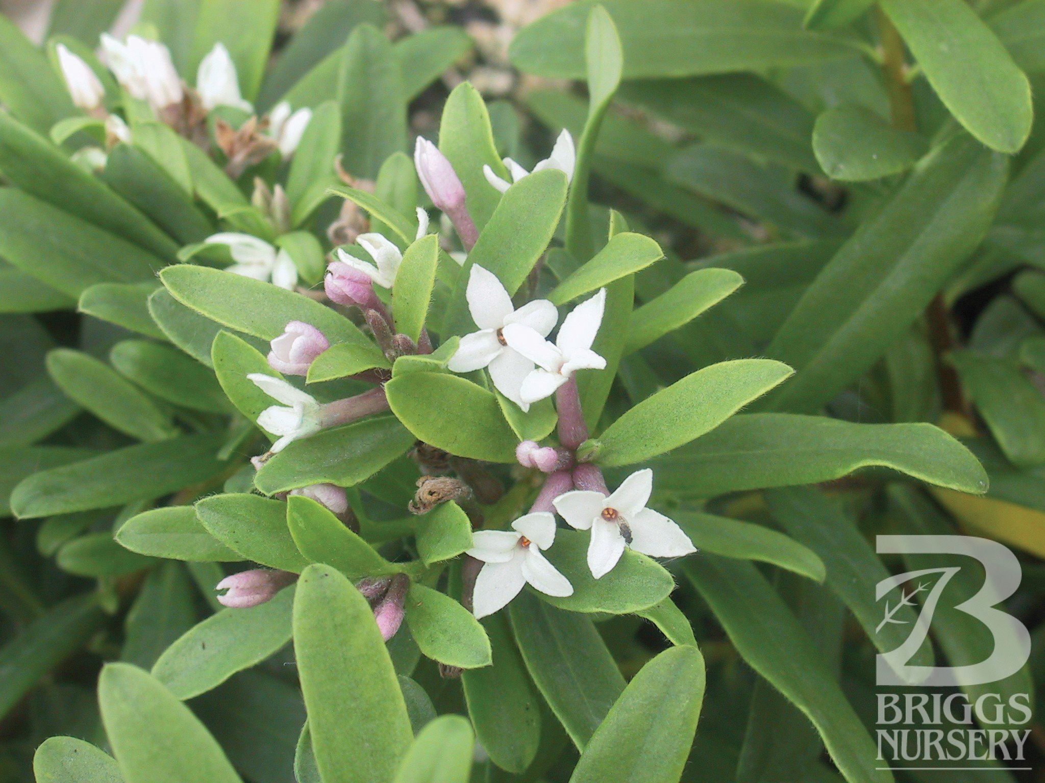 Daphne x transatlantica ‘Eternal Fragrance’PP#18361 | Briggs Nursery