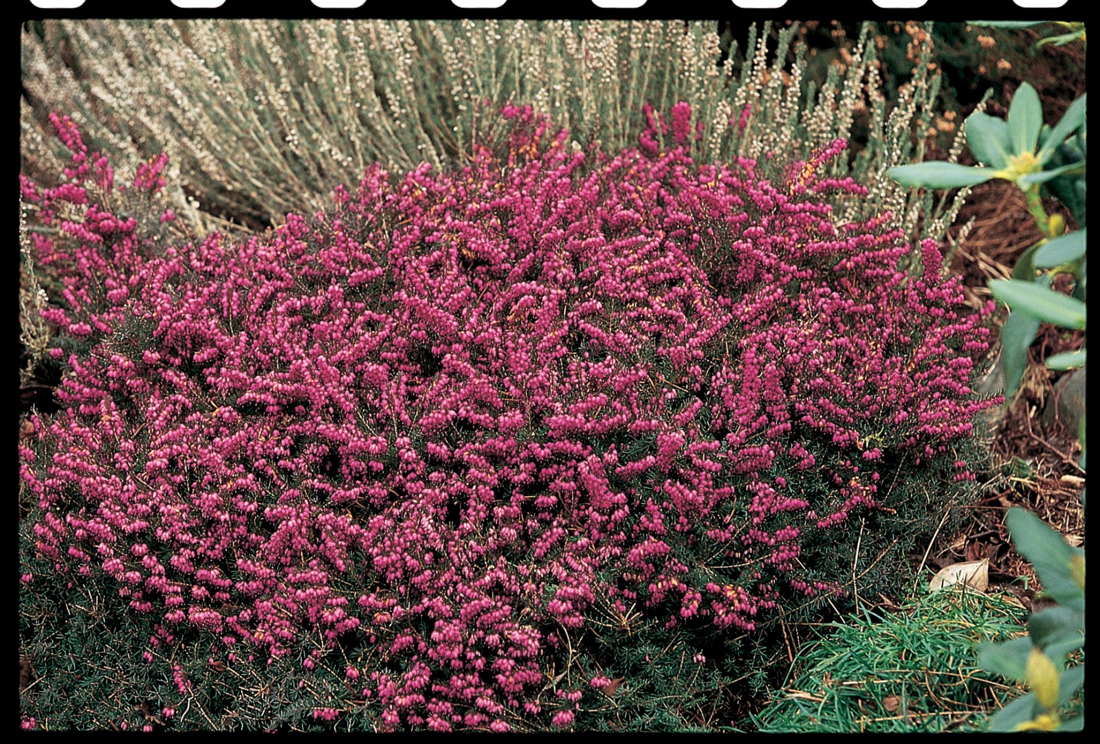 Erica x darleyensis ‘Kramers Red’ | Briggs Nursery