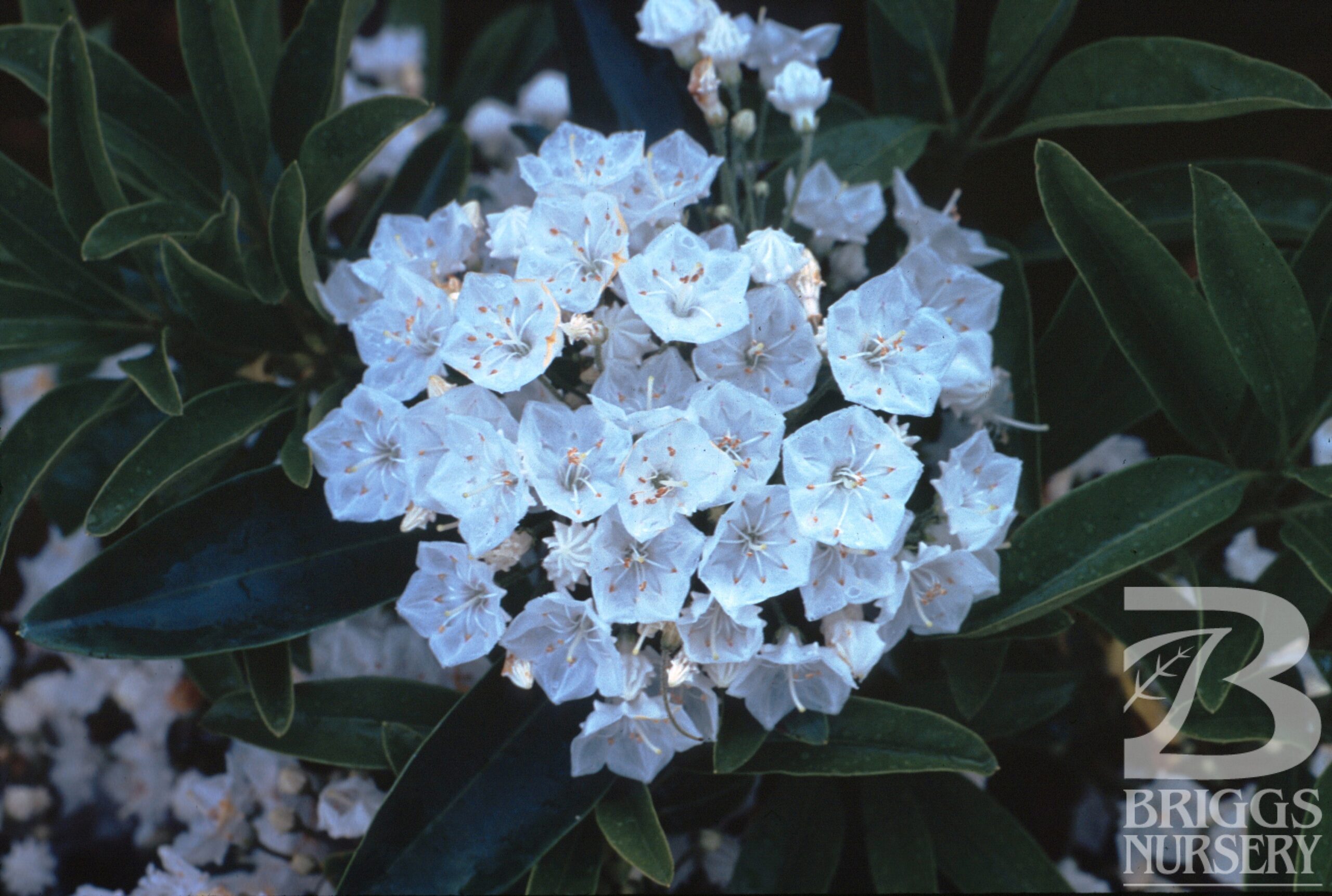 Kalmia latifolia ‘Snowdrift’ | Briggs Nursery