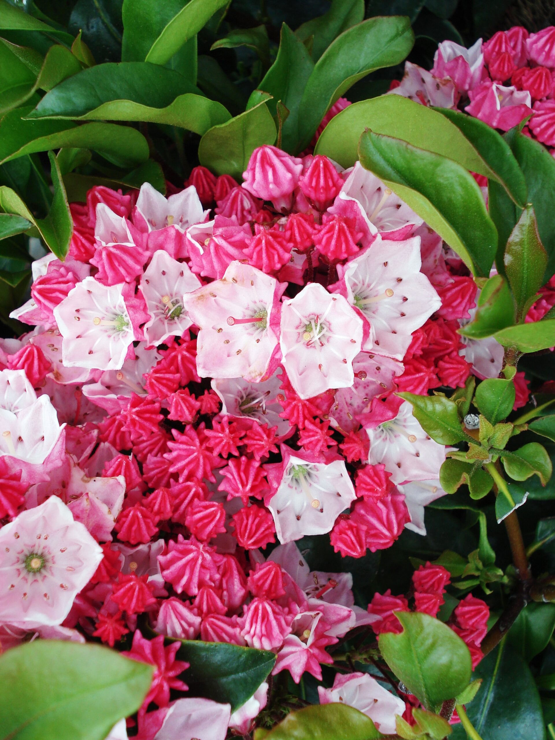 Kalmia latifolia ‘Raspberry Glow’ | Briggs Nursery