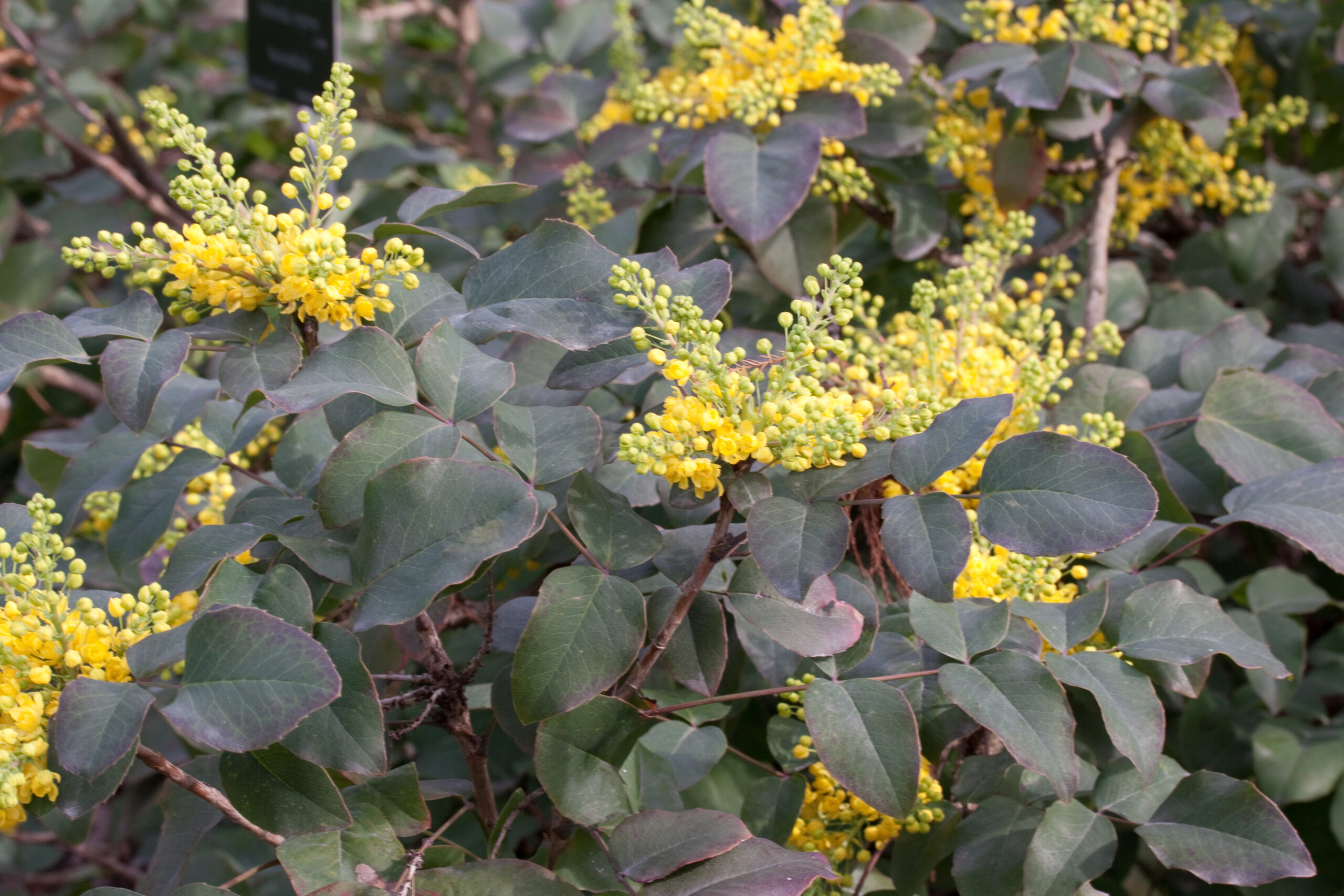 Mahonia repens | Briggs Nursery