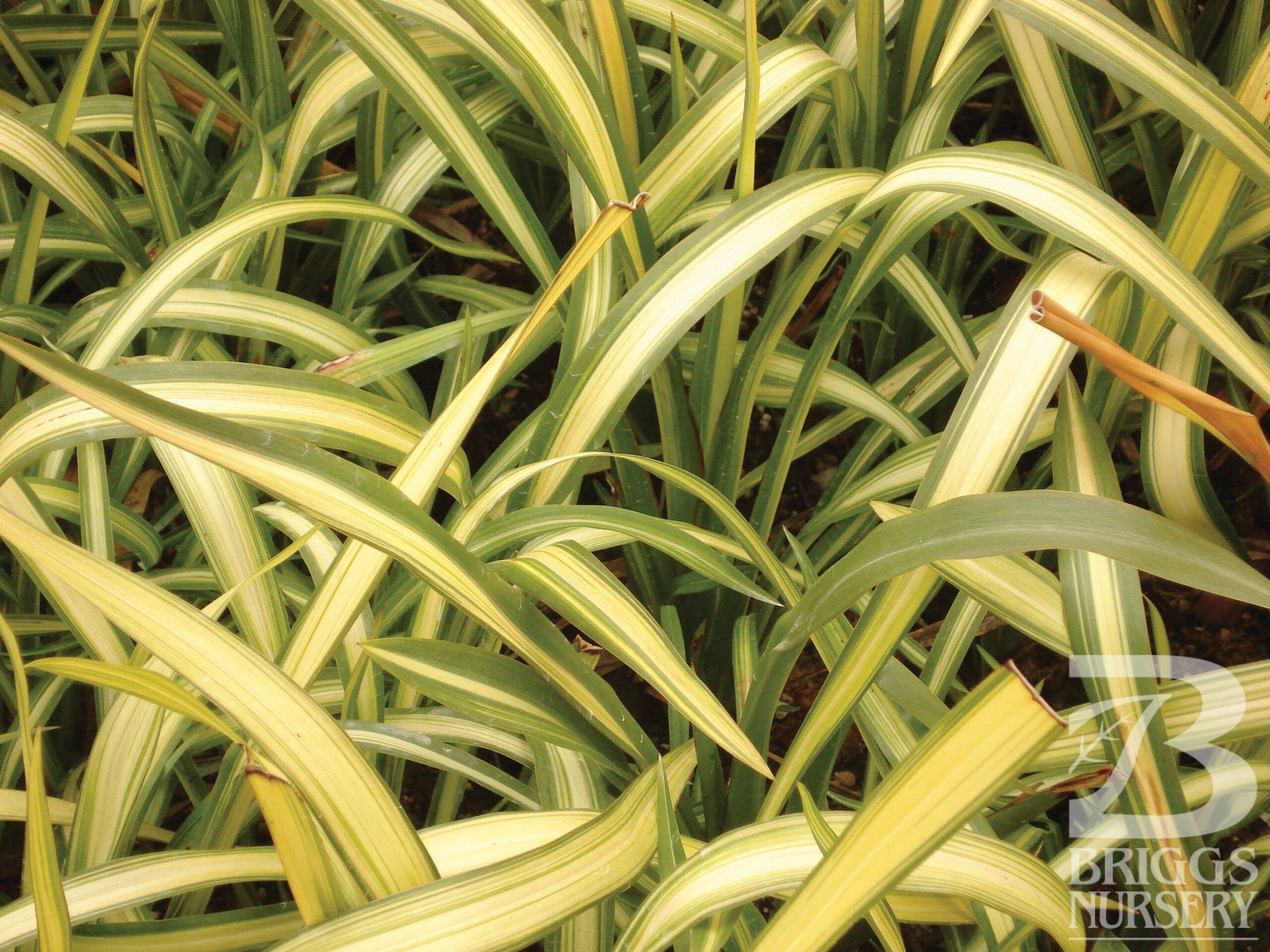 Phormium ‘Yellow Wave’ | Briggs Nursery