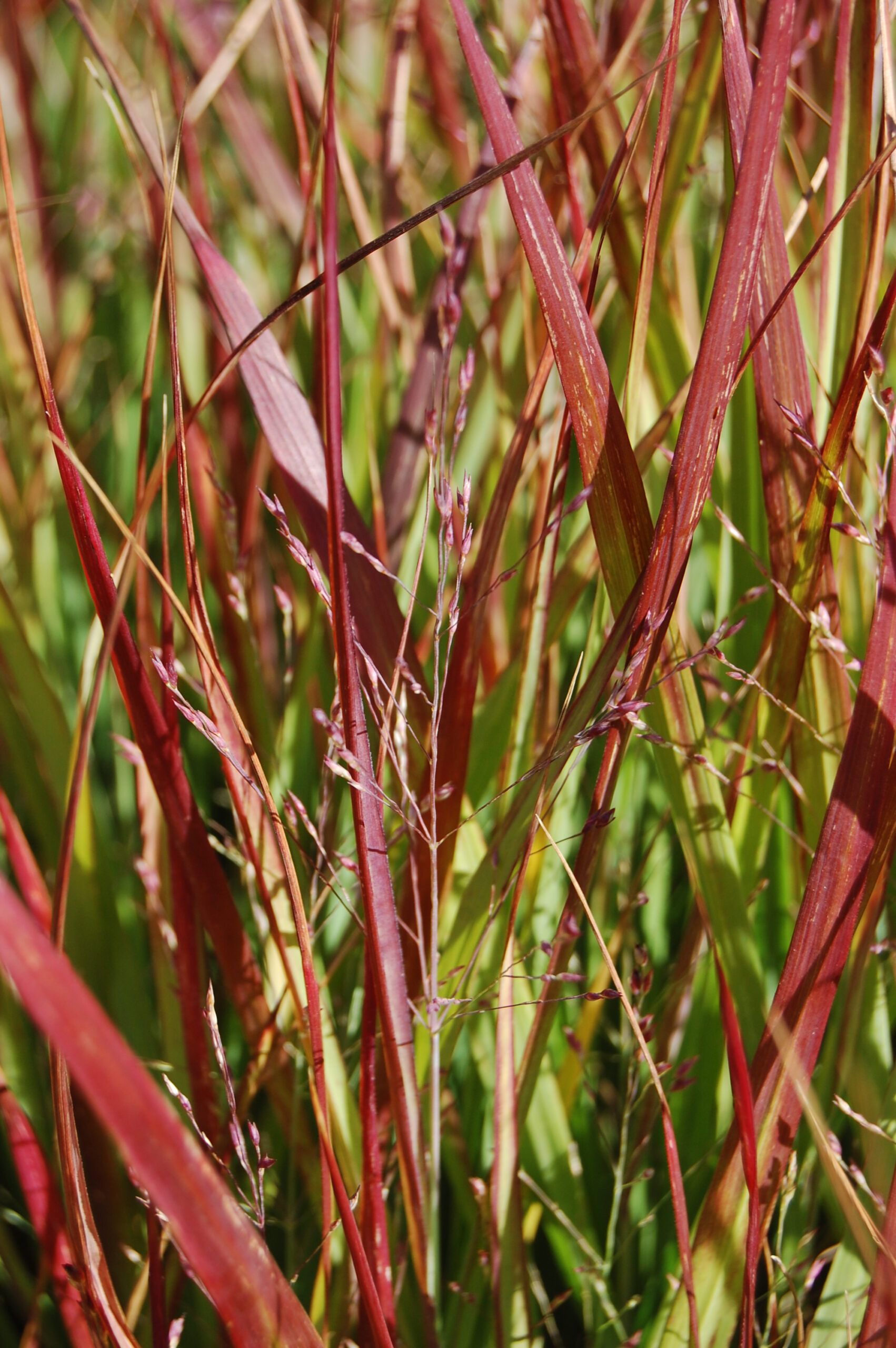 Grass: Panicum virgatum ‘Shenandoah’ | Briggs Nursery