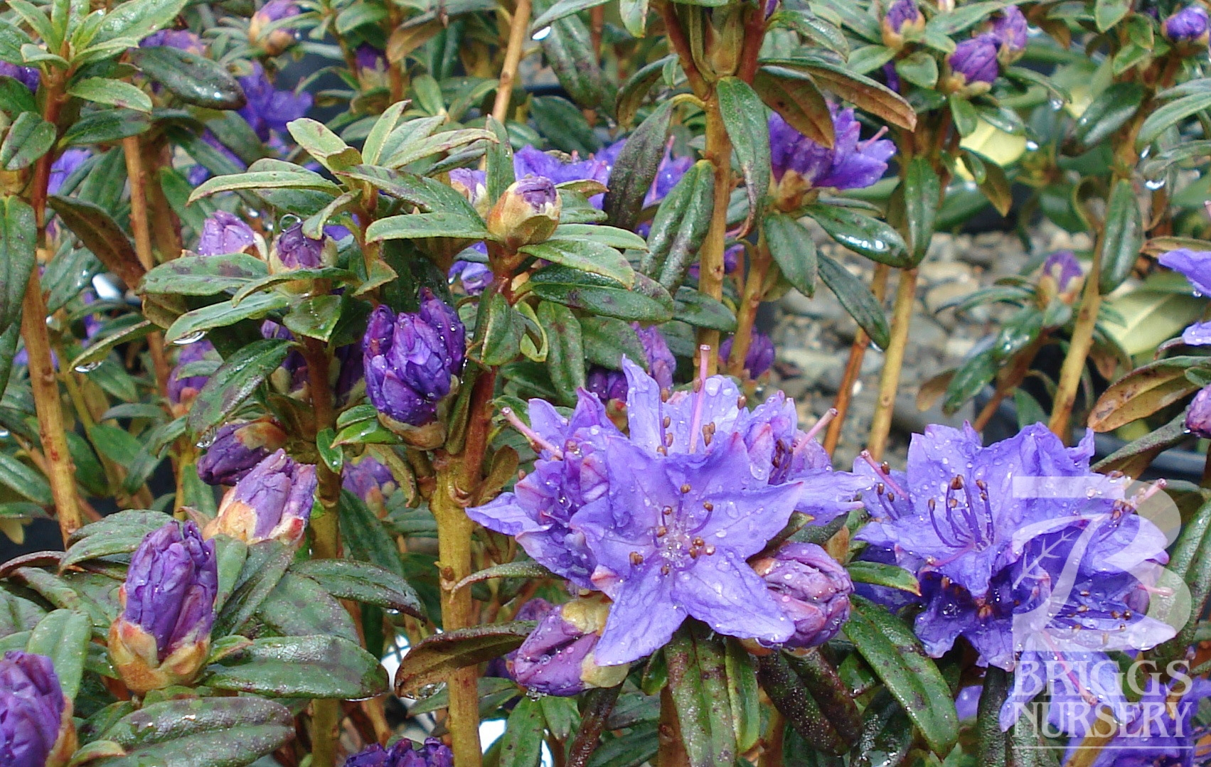 Rhododendron ‘Blue Baron’ | Briggs Nursery