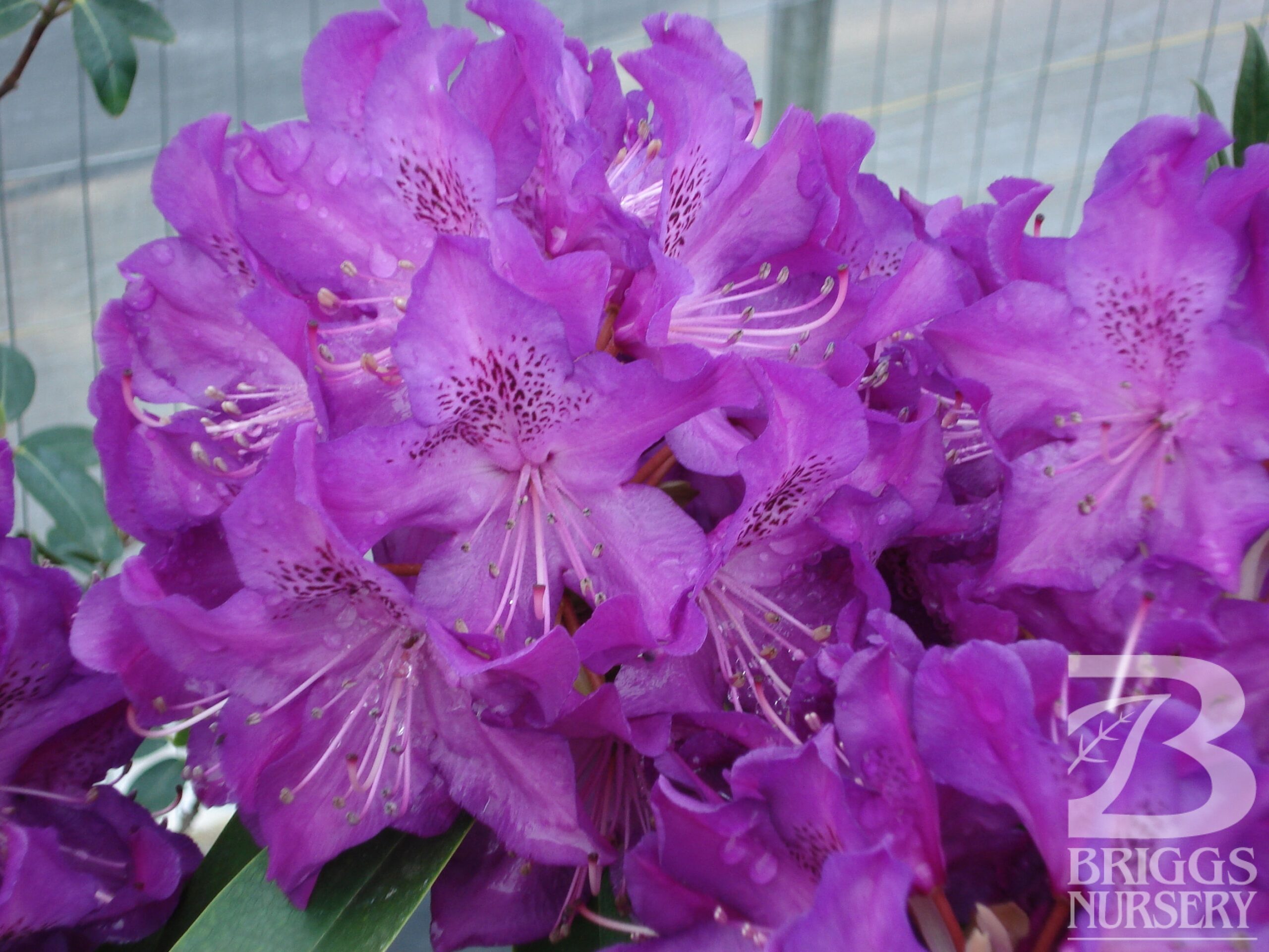 Rhododendron ‘Florence Parks’ | Briggs Nursery