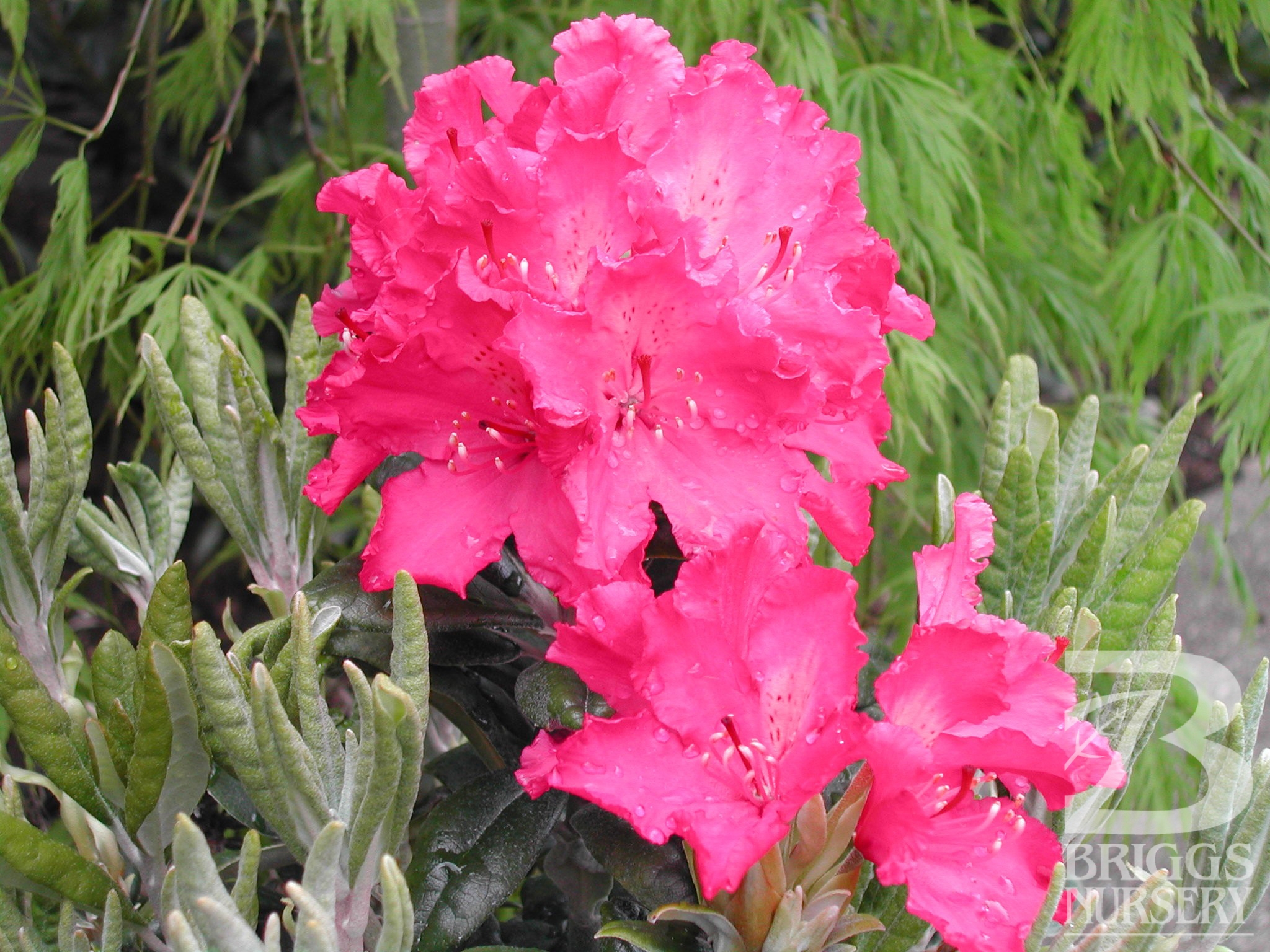 Rhododendron ‘Haaga’ | Briggs Nursery
