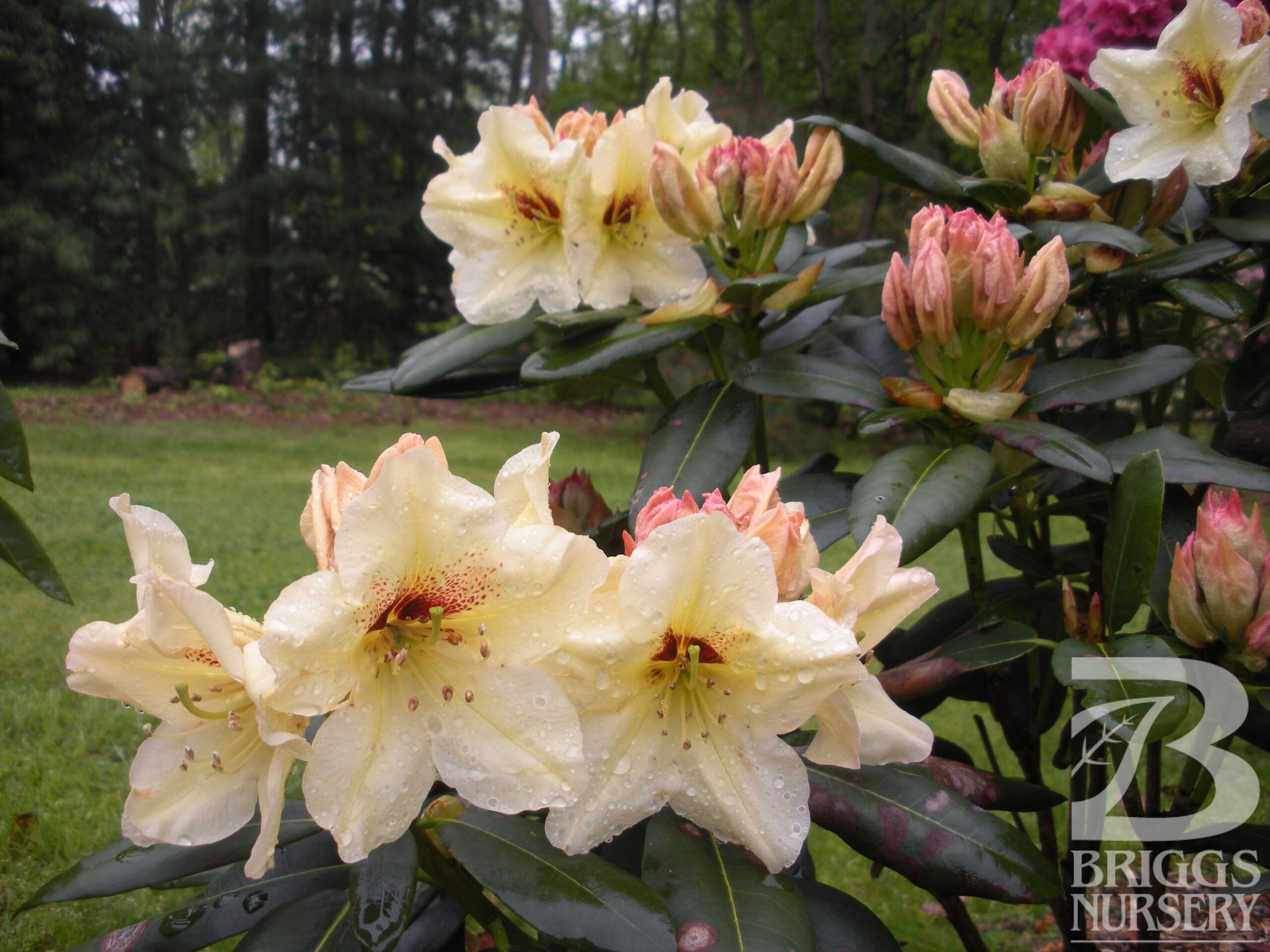 Rhododendron ‘Holden’s Solar Flair’ | Briggs Nursery