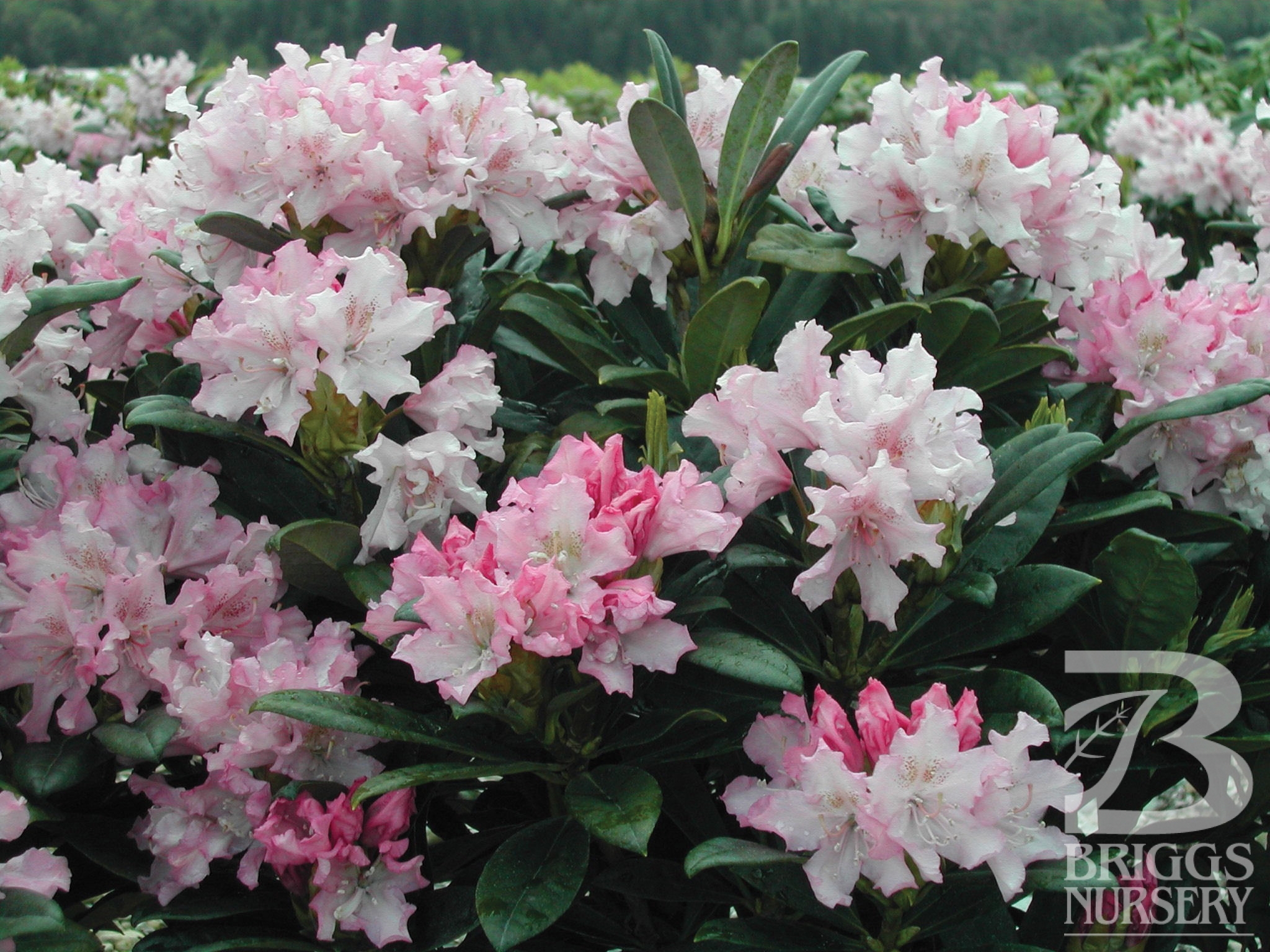 Rhododendron ‘Pohjola’s Daughter’ | Briggs Nursery