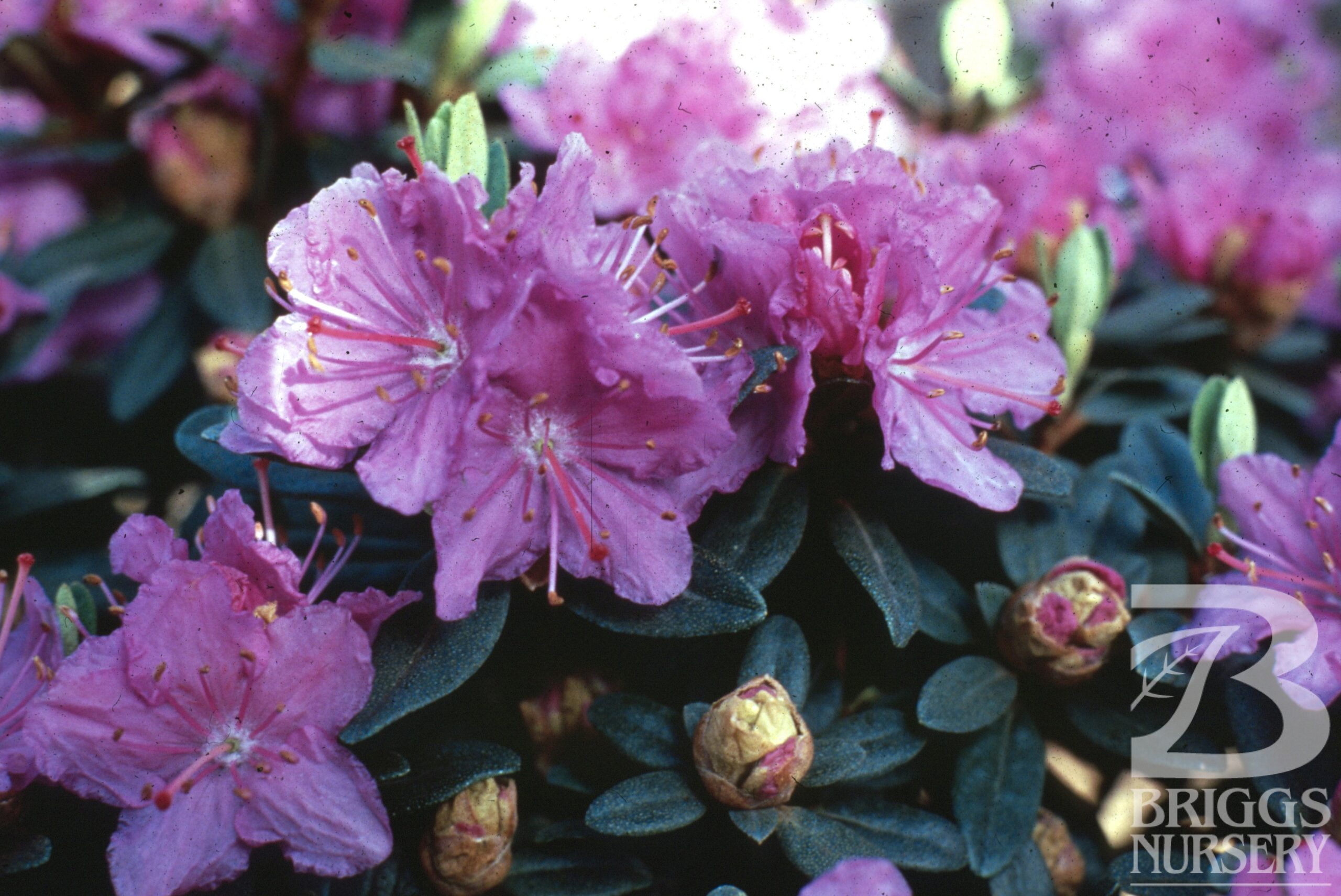 Rhododendron ‘Ramapo’ | Briggs Nursery