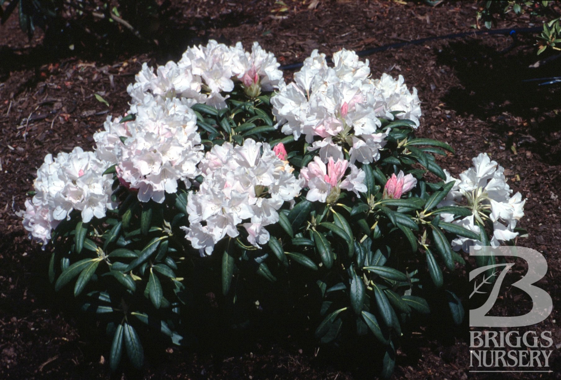 Rhododendron ‘Yaku Prince’ | Briggs Nursery