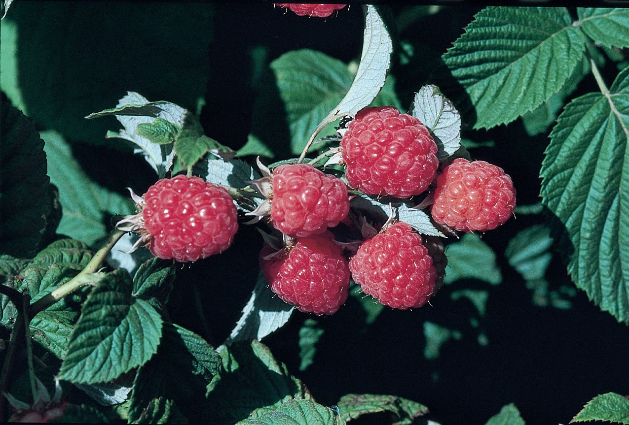 Rubus ‘Heritage’ | Briggs Nursery