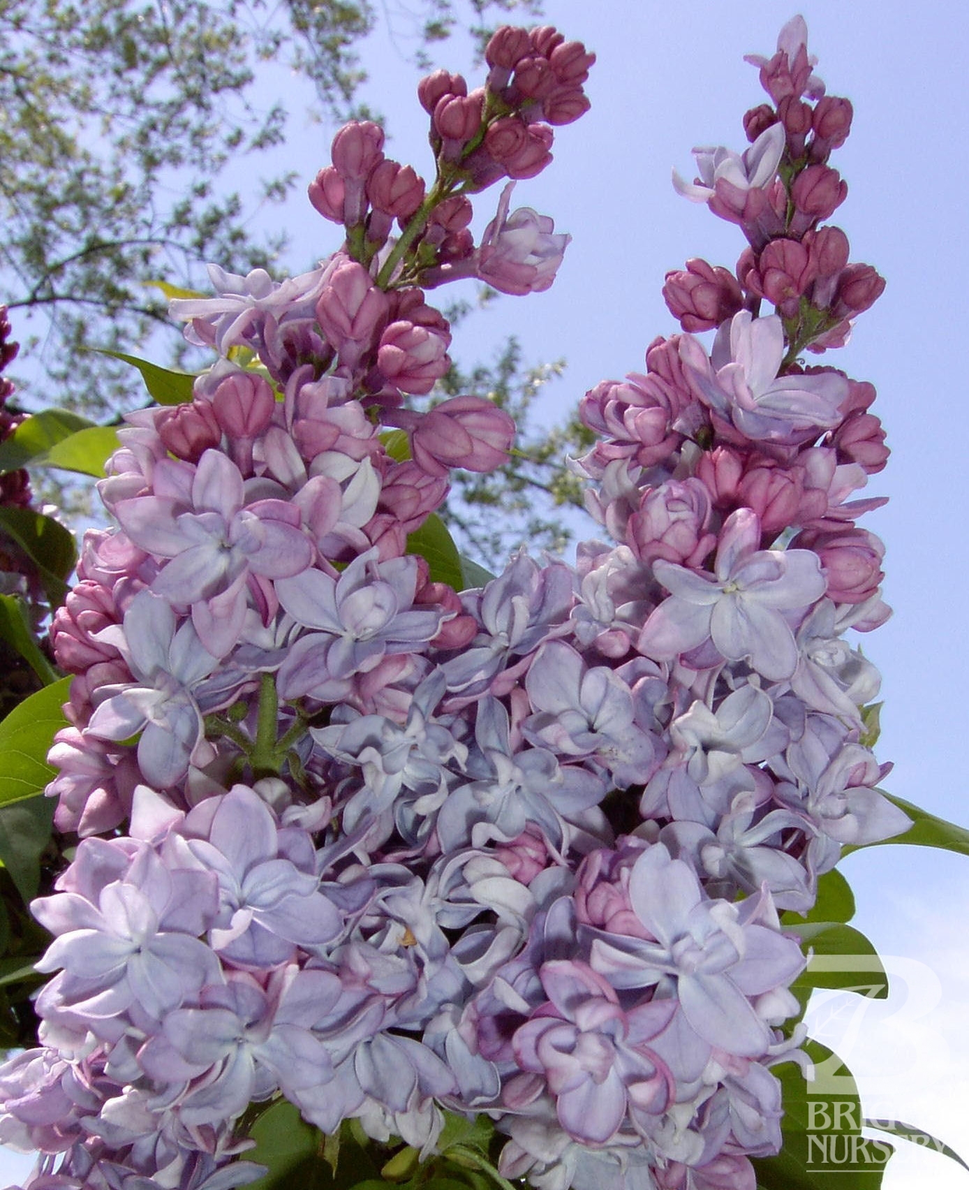 Syringa vulgaris ‘Katherine Havemeyer’ | Briggs Nursery