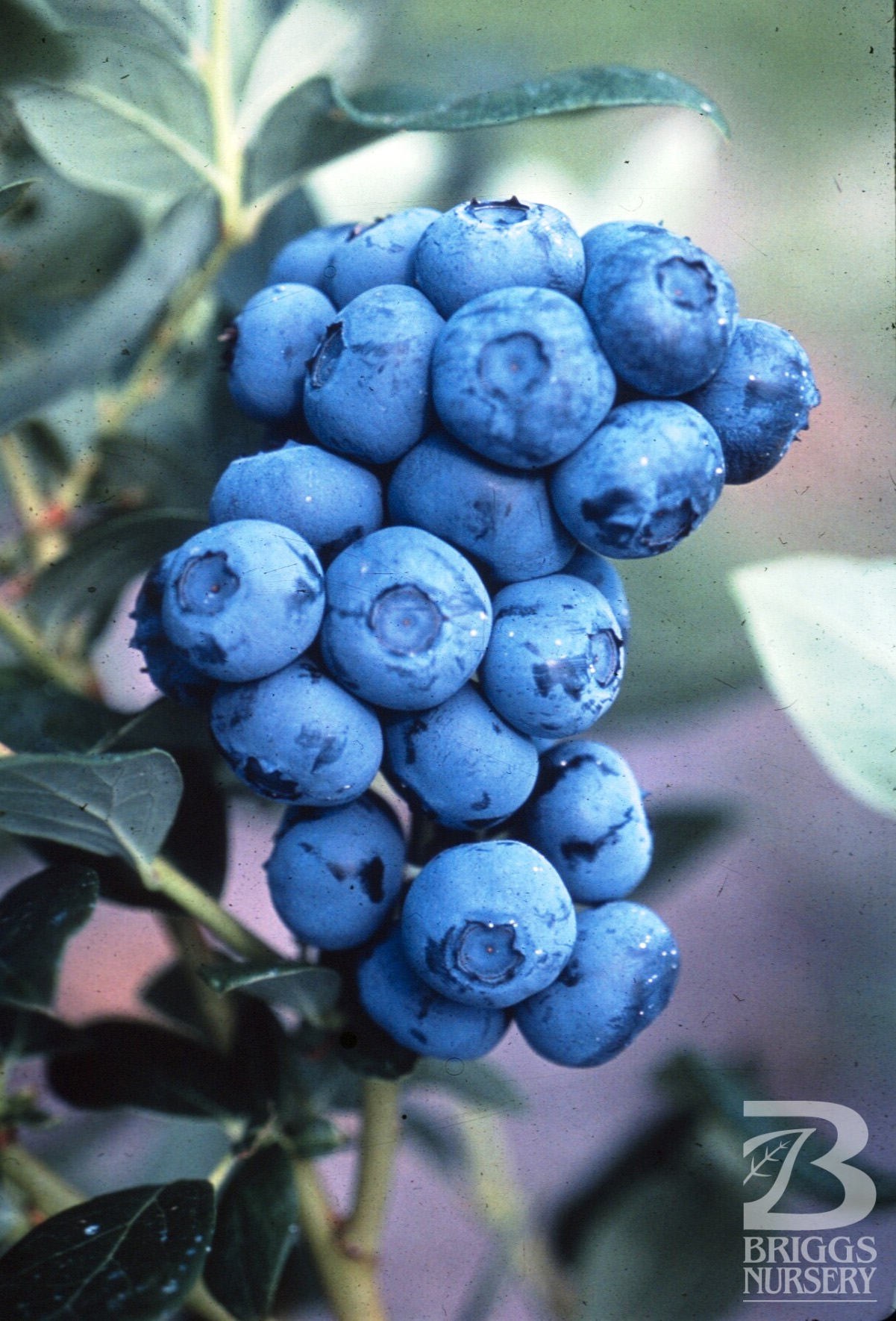 Vaccinium ‘Duke’ | Briggs Nursery