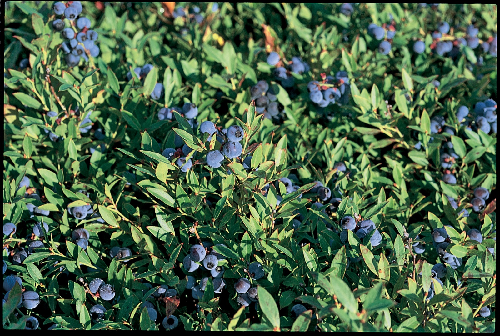 Vaccinium angustifolium | Briggs Nursery
