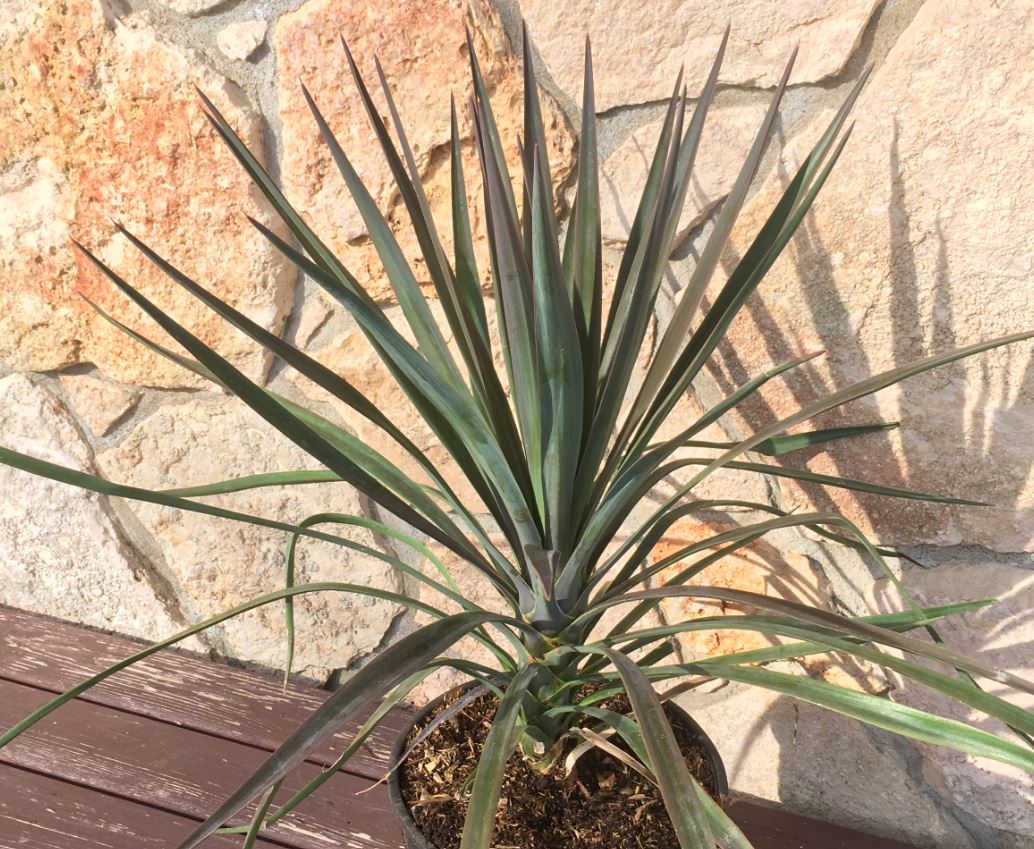 Yucca desmetiana ‘Magenta Magic’ | Briggs Nursery