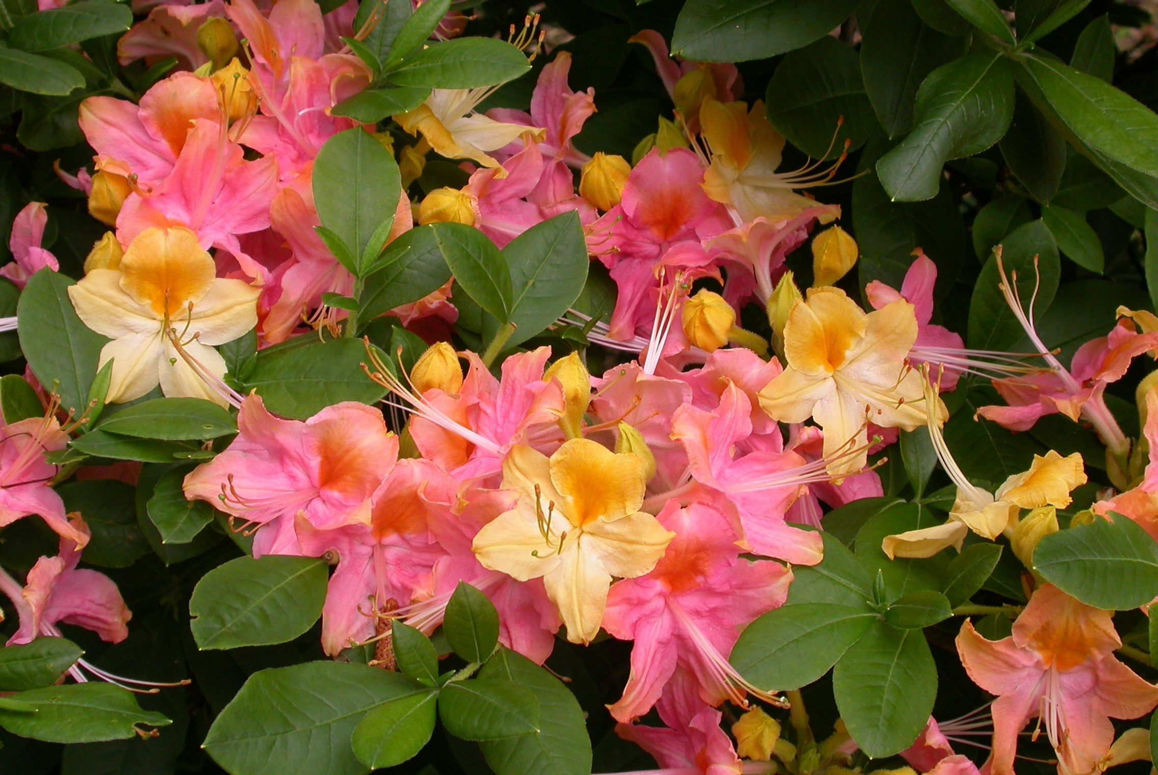 Azalea ‘Garden Rainbow’ | Briggs Nursery