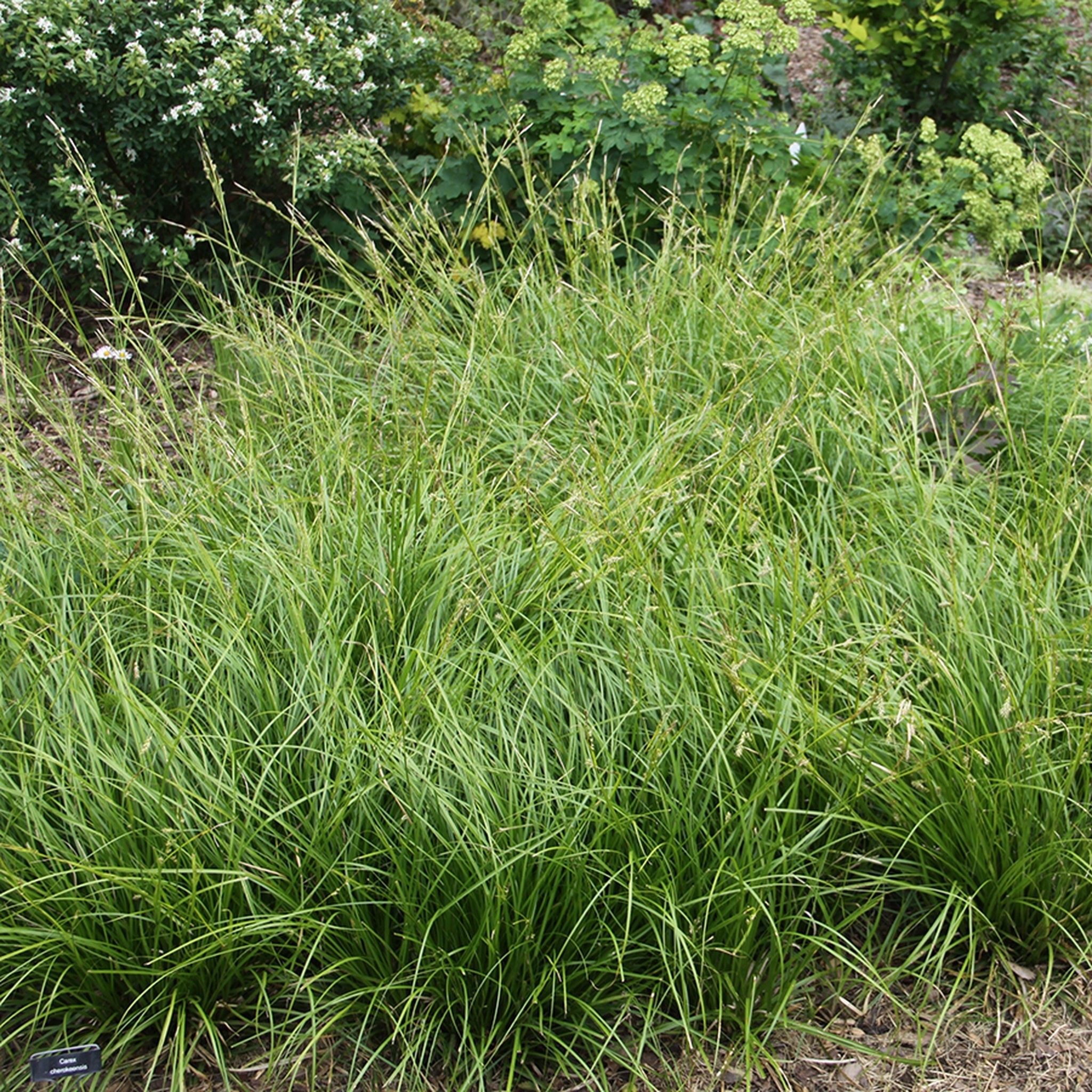 Grass: Carex cherokeensis | Briggs Nursery
