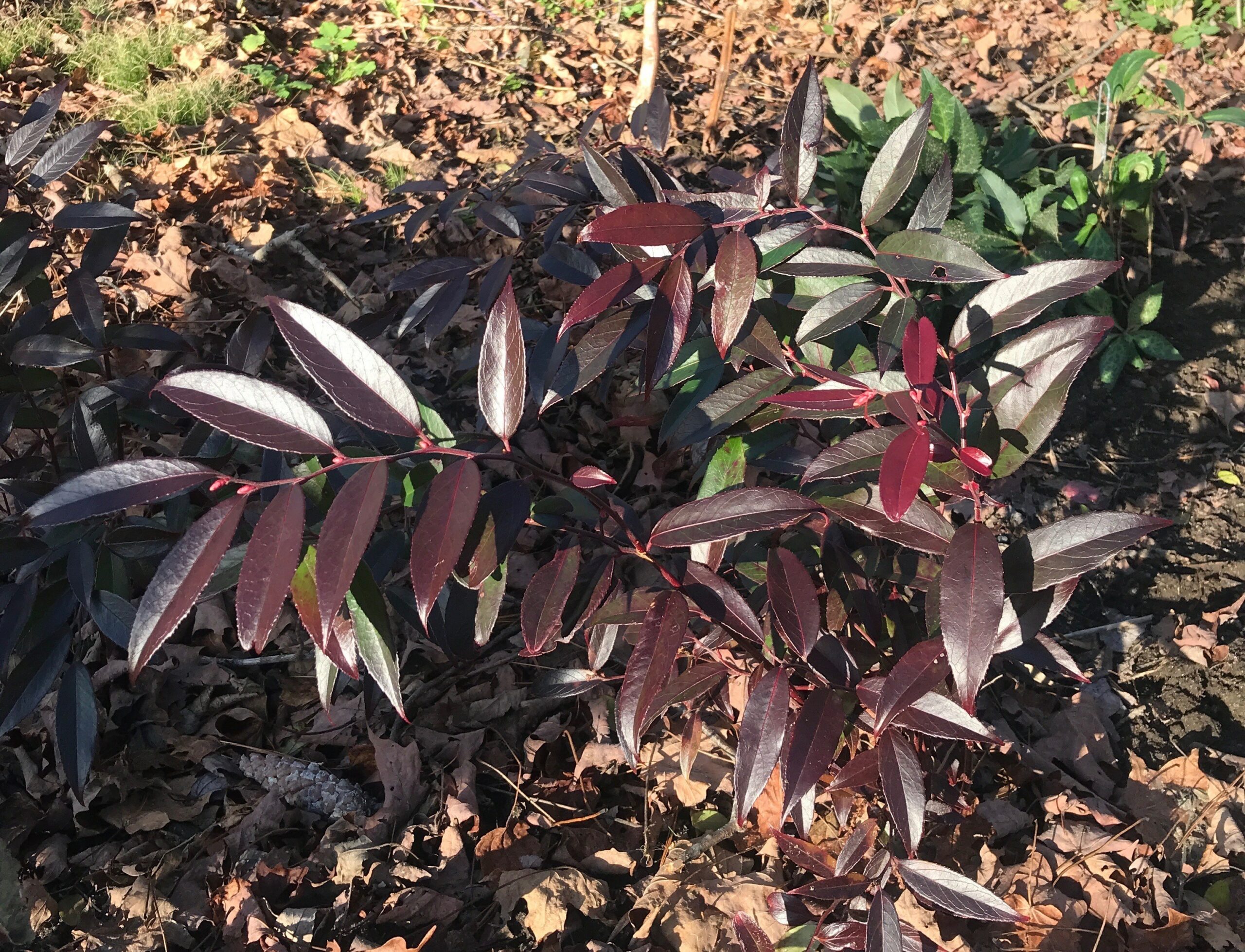 Leucothoe axillaris ReJoyce™ | Briggs Nursery