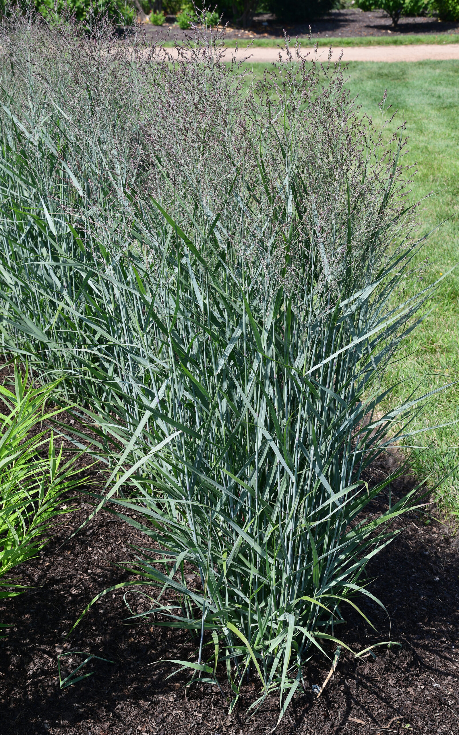 Grass: Panicum virgatum ‘Prairie Dog’ | Briggs Nursery