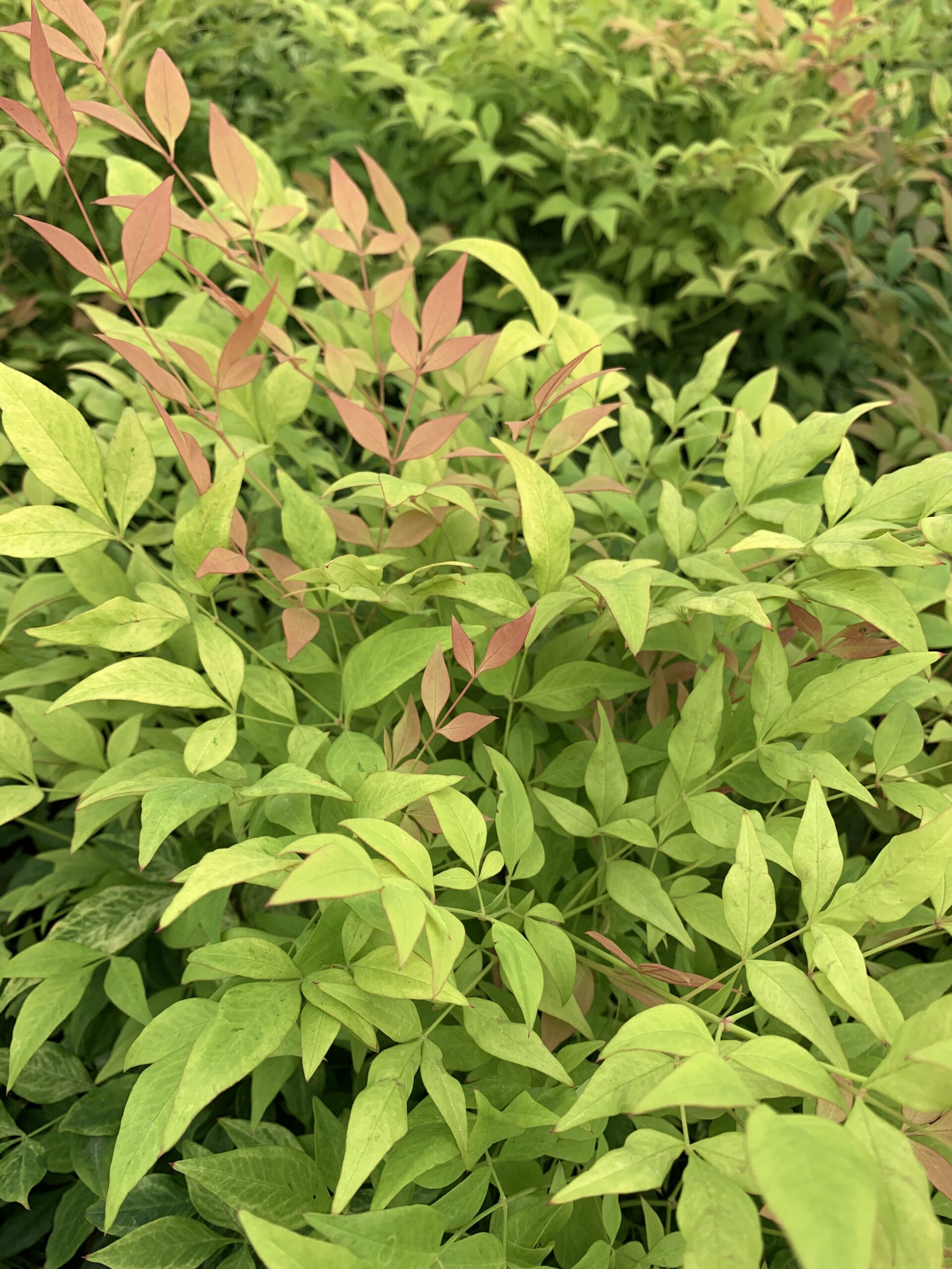 Nandina domestica ‘NanSid11’ Goldstream | Briggs Nursery